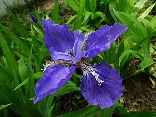 20+ Wild Purple Iris Flower Seeds Perennial Fragrant Plant Bonsai Home Garden