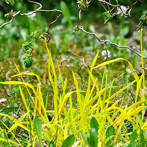 Outsidepride Milium Effusum Golden Millet Ornamental Grass for Shade Gardens - 25 Seeds