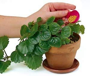 Orchid Nerd ® Osmocote Classic Flower and Vegetable Smart-Release Plant Food, 15 oz (14-14-14 Plant Fertilizer)