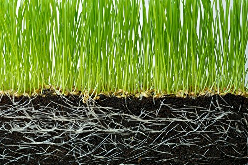 Potassium Polyacrylate for Garden Lasts Up to 7 Years in Soil (1)