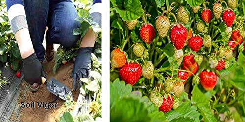 Potassium Polyacrylate for Garden Lasts Up to 7 Years in Soil (1)