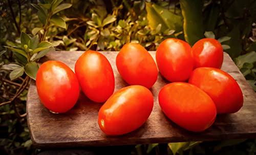 "Italian Roma" Tomato Seeds for Planting, 25+ Heirloom Seeds Per Packet, (Isla's Garden Seeds), Non GMO Seeds, Botanical Name: Solanum lycopersicum, Great Home Garden Gift