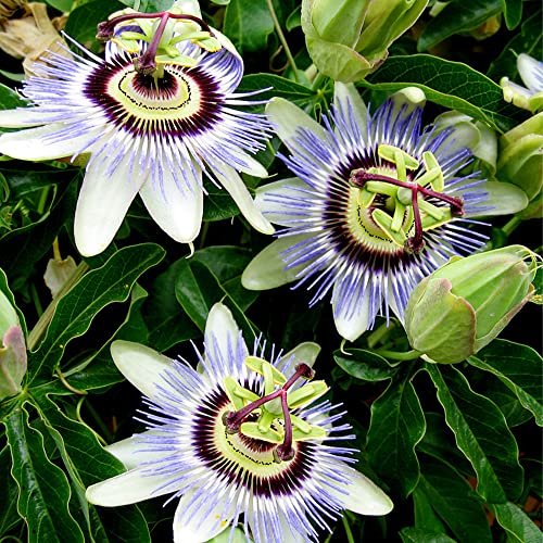 QAUZUY GARDEN 10 Rare Passiflora incarnata Maypop Seeds Mixed Color- Beautiful Passion Vine Fruit Flower Seeds - Tropical Climbing Exotic Vine - Great Gardening Gift
