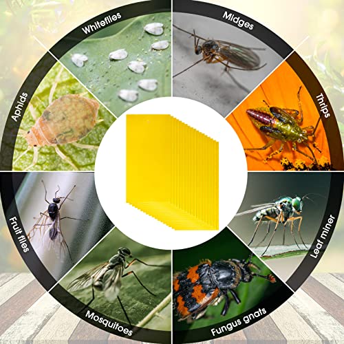220 Pcs Double Sided Sticky Traps Gnat Killer for Flying Plant Insect Indoor Outdoor Such as Fungus Gnats, Whiteflies, Aphids, Include 200 Twist Ties and 20 Holders, 7.9 x 4 Inches (Yellow)