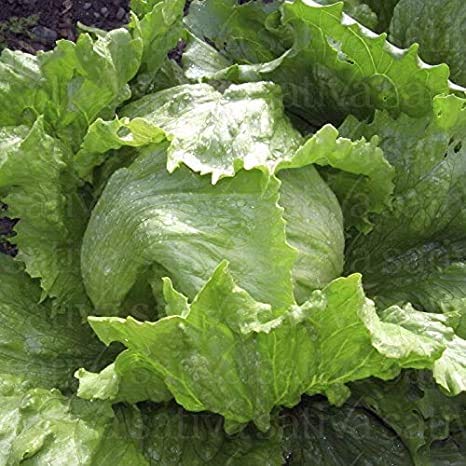 Iceberg Lettuce Seeds for Planting, 2500+ Heirloom Seeds Per Packet, (Isla's Garden Seeds), Non GMO Seeds, Botanical Name: Lactuca Sativa VAR, Great Home Garden Gift