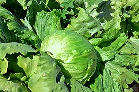 Iceberg Lettuce Seeds for Planting, 2500+ Heirloom Seeds Per Packet, (Isla's Garden Seeds), Non GMO Seeds, Botanical Name: Lactuca Sativa VAR, Great Home Garden Gift