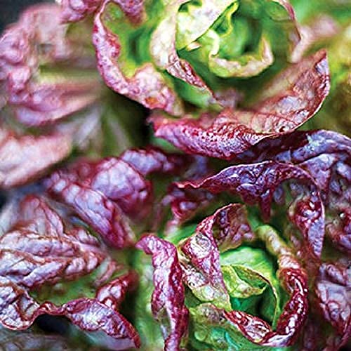 David's Garden Seeds Lettuce Butterhead Marvel of Four Seasons FBA-1248 (Purple) 200 Non-GMO, Heirloom Seeds
