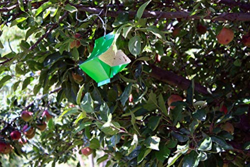 Codling Moth & Oriental Fruit Moth Trap (2 Pack, 8 Week)