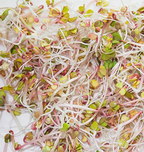 Garden Trio Sprouting Mix Seeds, 1/2 Pound/ 8 Ounces , "COOL BEANS n SPROUTS" Brand, This is a Mix of Broccoli, Radish and Alfalfa Seeds.