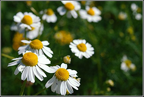 Herb Seeds - German Chamomile - Medicinal, Flowering, and Edible - Liliana's Garden