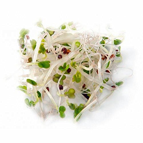 Garden Trio Sprouting Mix Seeds, 1/2 Pound/ 8 Ounces , "COOL BEANS n SPROUTS" Brand, This is a Mix of Broccoli, Radish and Alfalfa Seeds.