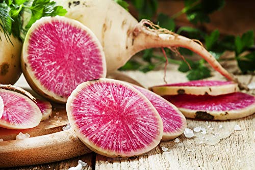 Watermelon Radish Seeds for Planting, 120+ Heirloom Seeds Per Packet, (Isla's Garden Seeds), Non GMO Seeds, Botanical Name: Raphanus sativus acanthiformis, Great Home Garden Gift