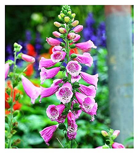David's Garden Seeds Flower Native American Foxglove 8833 (Purple) 50 Non-GMO, Heirloom Seeds