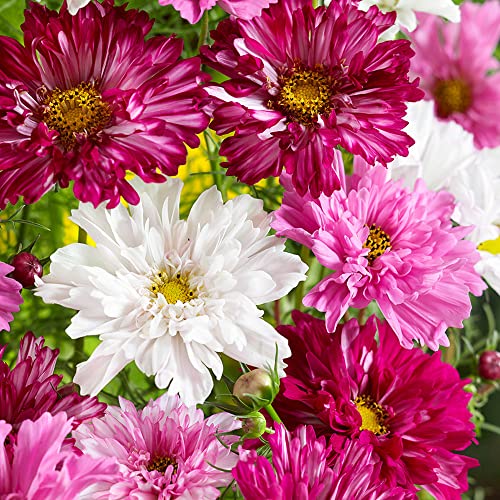 Outsidepride Cosmos Bipannutus Double Click Garden & Cut Flower Seed Mix - 100 Seeds