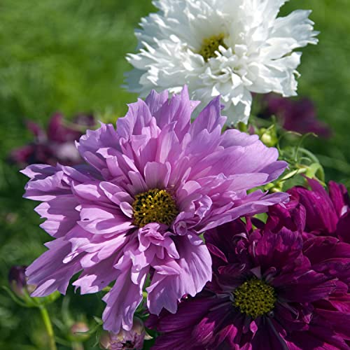 Outsidepride Cosmos Bipannutus Double Click Garden & Cut Flower Seed Mix - 100 Seeds