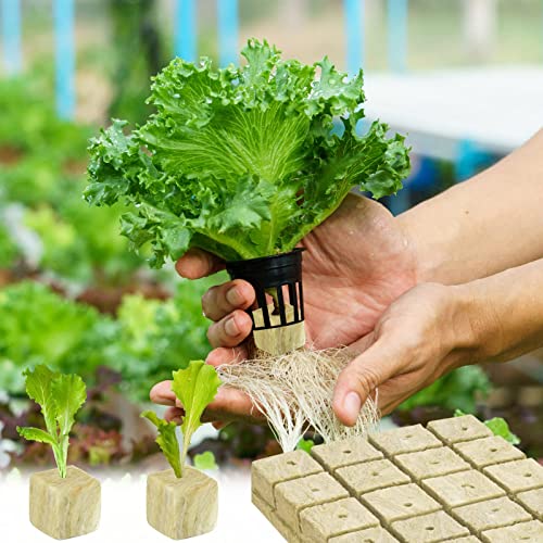 Halatool 1.2 inch Rockwool Cubes 2 Sheets Fluffy Porous Hydroponics Planting Cubes for Soilless Cultivation Seedlings Cuttings Clone Plants (72 Plugs Total)