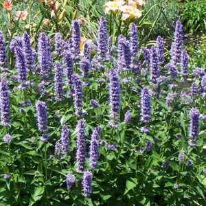Outsidepride Agastache Rugosa Korean Mint Garden Plant Herb Seeds - 500 Seeds