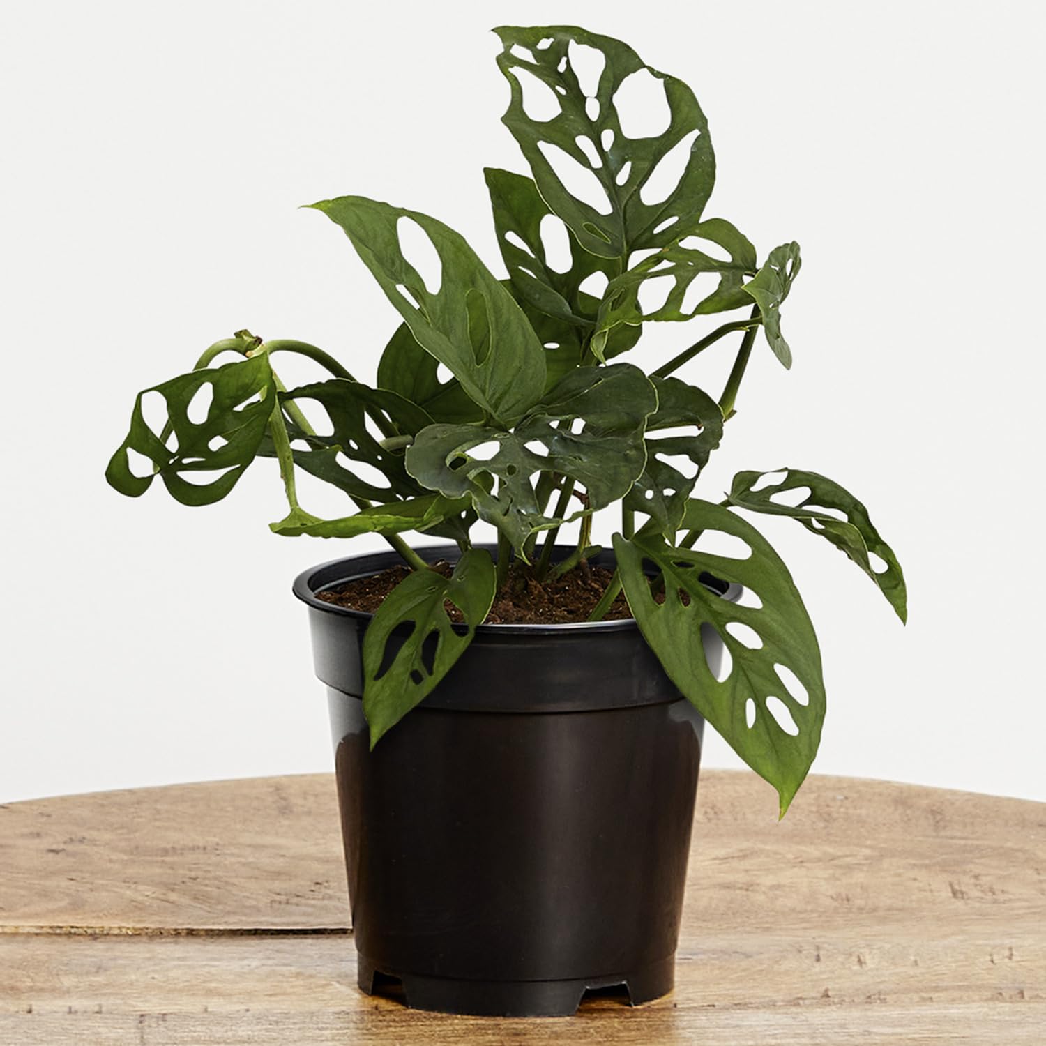 Greendigs Monstera Adansonii Plant in 5 Inch Grower's Pot
