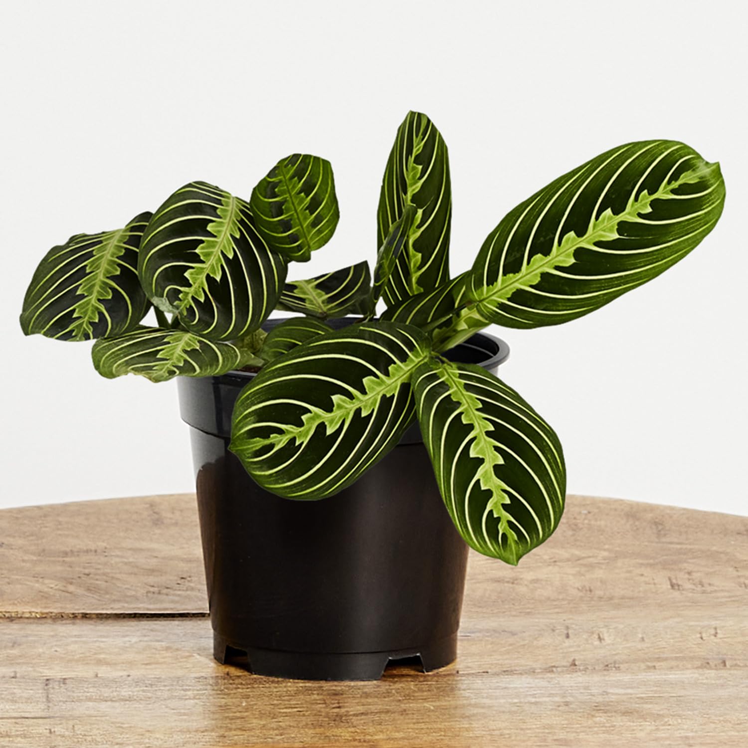 Greendigs Lemon Lime Prayer Plant in 5 Inch Grower's Pot