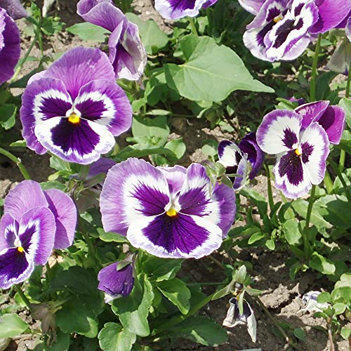 Pansy Seeds Viola Wittrockiana Perennial Fragrant Evergreen Deer Resistant Bed Border Edging Container Otdoor 250Pcs Mixed Colors Flower Seeds by YEGAOL Garden