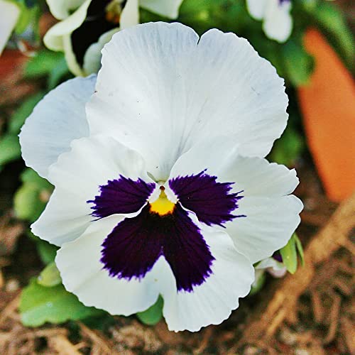 Pansy Seeds Viola Wittrockiana Perennial Fragrant Evergreen Deer Resistant Bed Border Edging Container Otdoor 250Pcs Mixed Colors Flower Seeds by YEGAOL Garden