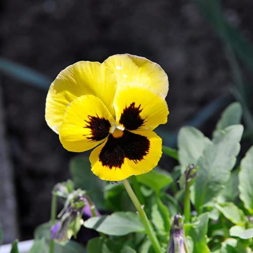 Pansy Seeds Viola Wittrockiana Perennial Fragrant Evergreen Deer Resistant Bed Border Edging Container Otdoor 250Pcs Mixed Colors Flower Seeds by YEGAOL Garden
