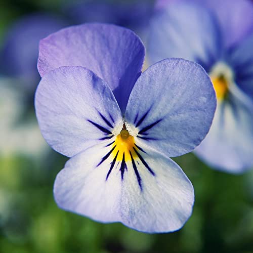 Pansy Seeds Viola Wittrockiana Perennial Fragrant Evergreen Deer Resistant Bed Border Edging Container Otdoor 250Pcs Mixed Colors Flower Seeds by YEGAOL Garden