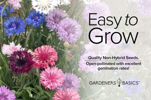 Bachelor Button Seeds for Planting Cornflower (Polka Dot Mix) - Pretty Mix of Bachelors Buttons Seeds Open Pollinated, Non-GMO, Great for Cut Flower Gardens by Gardeners Basics