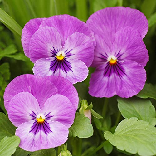 Pansy Seeds Viola Wittrockiana Perennial Fragrant Evergreen Deer Resistant Bed Border Edging Container Otdoor 250Pcs Mixed Colors Flower Seeds by YEGAOL Garden