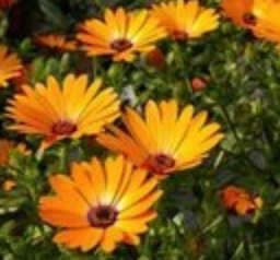 African Daisy Flake Flower Seeds, 1500+ Seeds Per Packet, (Isla's Garden Seeds), 85% Germination Rate, Non GMO & Heirloom Seeds, Scientific Name: Dimorphotheca sinuata