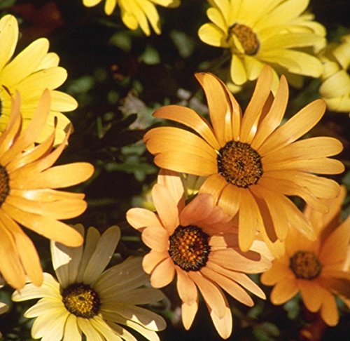 African Daisy Flake Flower Seeds, 1500+ Seeds Per Packet, (Isla's Garden Seeds), 85% Germination Rate, Non GMO & Heirloom Seeds, Scientific Name: Dimorphotheca sinuata