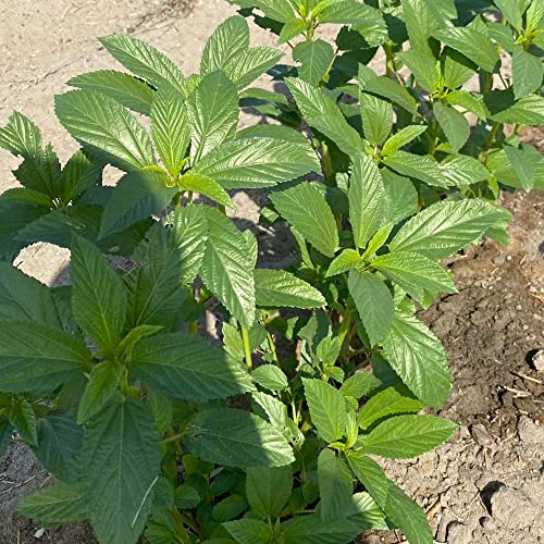 Egyptian Spinach Seeds - Molokhia - 2 g Packet ~1000 Seeds - Non-GMO, Heirloom - Asian Garden Vegetable