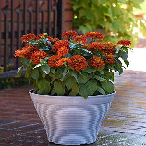 Outsidepride Zinnia Elegans Lilliput Red Heat & Drought Tolerant Garden Cut Flowers - 1000 Seeds