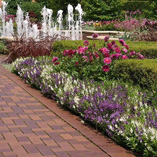 Outsidepride Angelonia Serena Waterfall Summer Snapdragon Garden Flower Seed Mix - 30 Seeds