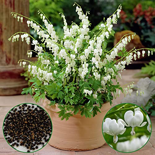 GARDENS 60 Pcs Mix Bleeding Heart Seeds for Planting Non-GMO Flower Seeds for Home Garden Decor Easy to Grow