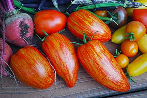 Speckled Roman Tomato Seeds for Planting, 100+ Heirloom Seeds Per Packet, (Isla's Garden Seeds), Non GMO Seeds, Botanical Name: Lycopersicon lycopersicum, Great Home Garden Gift