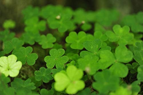 ATVADA Four Leaf Clover Seeds 300 Pcs Ground Dwarf Cover Garden Subterranean Micro Clover Seeds for Lawn