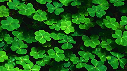 ATVADA Four Leaf Clover Seeds 300 Pcs Ground Dwarf Cover Garden Subterranean Micro Clover Seeds for Lawn