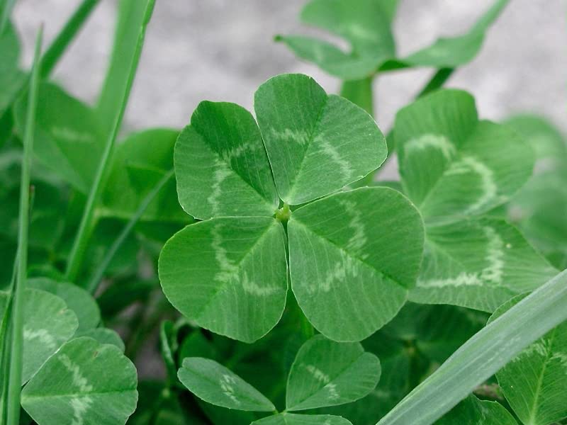 ATVADA Four Leaf Clover Seeds 300 Pcs Ground Dwarf Cover Garden Subterranean Micro Clover Seeds for Lawn