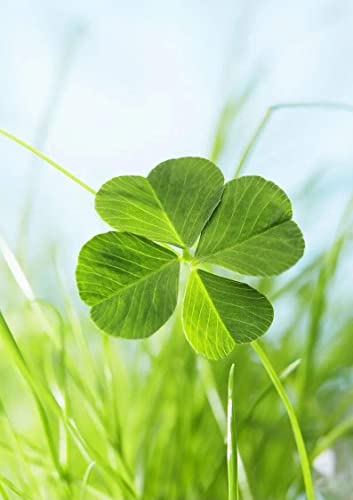 ATVADA Four Leaf Clover Seeds 300 Pcs Ground Dwarf Cover Garden Subterranean Micro Clover Seeds for Lawn
