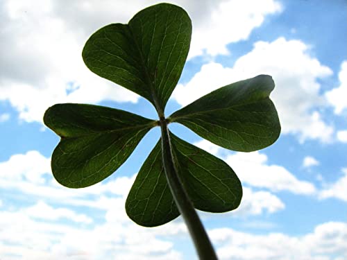 ATVADA Four Leaf Clover Seeds 300 Pcs Ground Dwarf Cover Garden Subterranean Micro Clover Seeds for Lawn