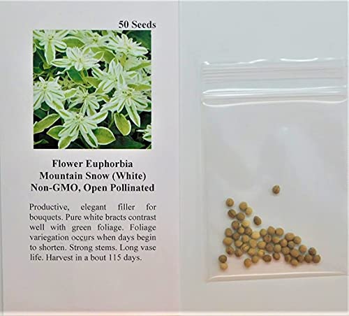 David's Garden Seeds Flower Euphorbia Mountain Snow 3111 (White) 50 Non-GMO, Heirloom Seeds