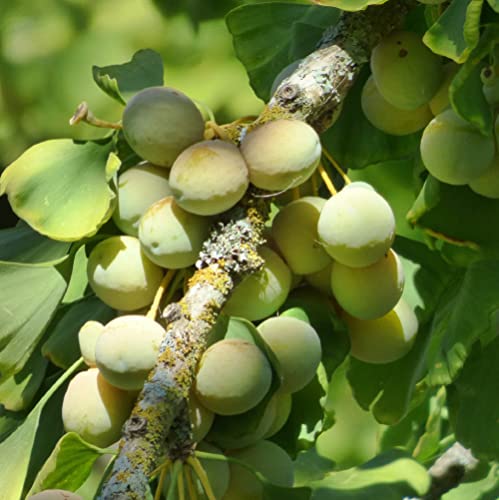 CHUXAY GARDEN 5 Seeds Ginkgo Biloba,Maidenhair Tree,Fossil Tree, Icho Beautiful Deciduous Trees Stunning Yellow Color Exotic Charm Long-Live Great for Garden
