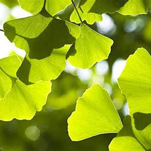 CHUXAY GARDEN 5 Seeds Ginkgo Biloba,Maidenhair Tree,Fossil Tree, Icho Beautiful Deciduous Trees Stunning Yellow Color Exotic Charm Long-Live Great for Garden