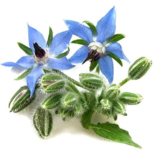 Borage Heirloom Culinary Herb Seeds - Borago officinalis - B15-40 Seeds or 1 Gram