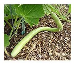 David's Garden Seeds Gourd Cucuzzi Edible 8874 (Green) 25 Non-GMO, Heirloom Seeds