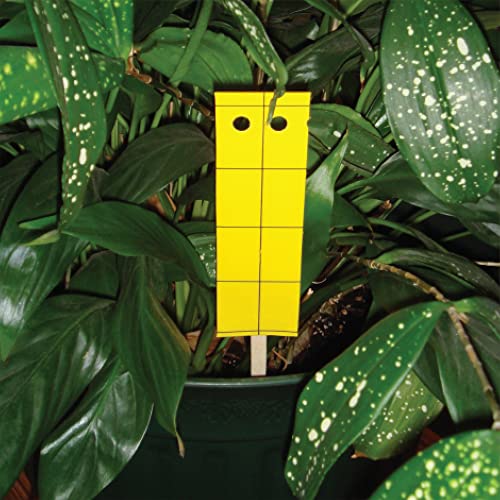 Enoz BioCare Gnat Stix for Fungus Gnats and Aphids, Pest Control for Plants and Greenhouses, Safe & Effective, 12 Pack