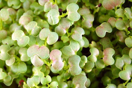 Osaka Purple Mustard Seeds - 4 Oz. Resealable Bag - Use for Indoor Gardening, Growing Microgreens & More | Micro Greens Salad Garden Seeds