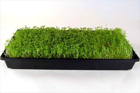 Osaka Purple Mustard Seeds - 4 Oz. Resealable Bag - Use for Indoor Gardening, Growing Microgreens & More | Micro Greens Salad Garden Seeds