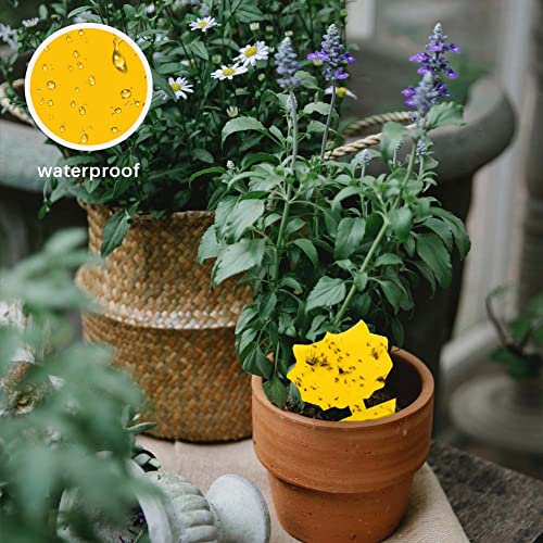 Fruit Fly Traps Fungus Gnat Traps Yellow Sticky Indoor Outdoor Use Protect The Plant